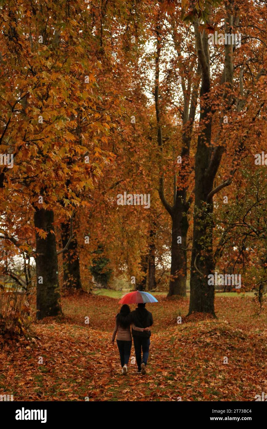 Srinagar, India. 10th Nov, 2023. November 10, 2023, Srinagar Kashmir ...