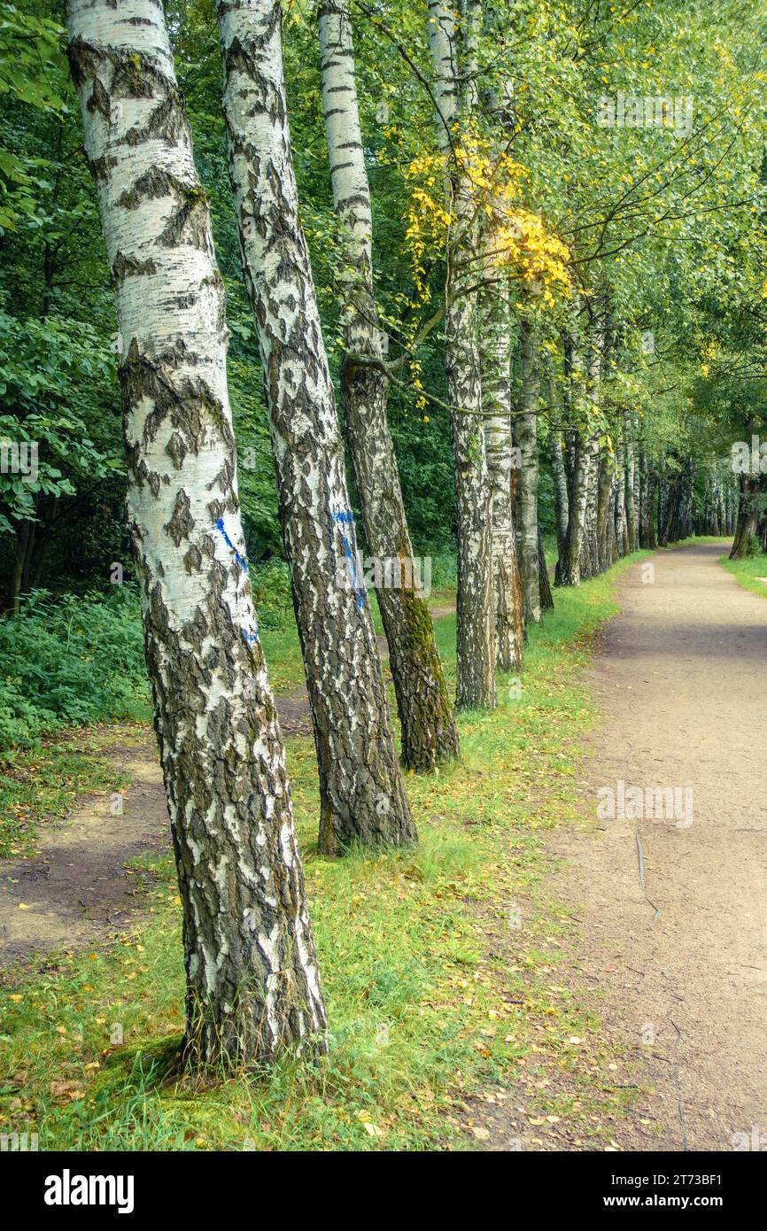 Birch lined alley in a park in Moscow, Russia in early fallleaves Stock ...