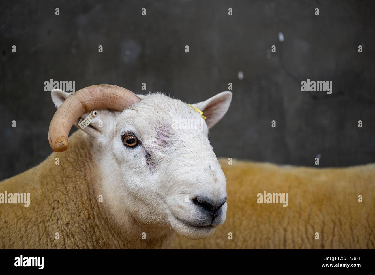 North Country Cheviot ram sale at Lockerbie, Scotland UK Stock Photo ...