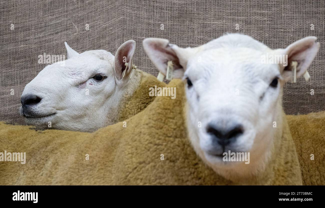 North Country Cheviot ram sale at Lockerbie, Scotland UK Stock Photo ...