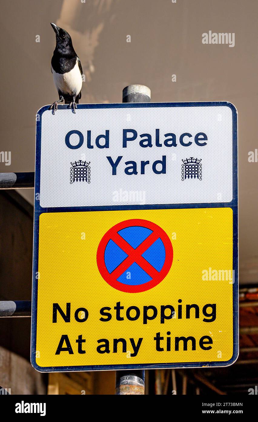 Magpie (Pica pica) sitting on a sign in the Houses of Parliament Stock ...
