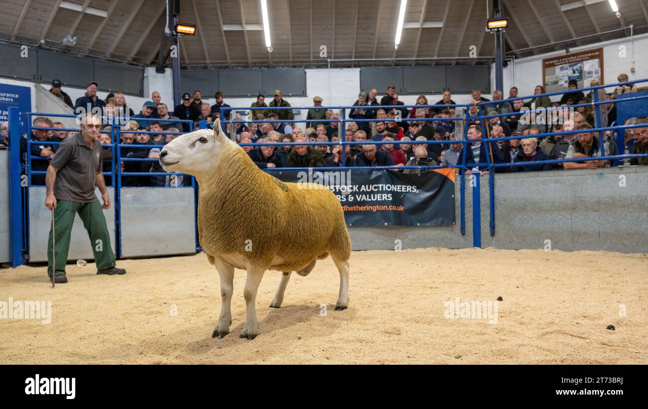 Ram tup scotland male hi-res stock photography and images - Alamy