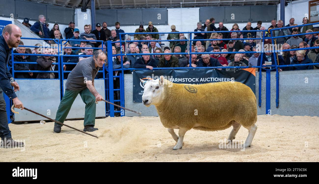 North Country Cheviot ram sale at Lockerbie, Scotland UK Stock Photo ...