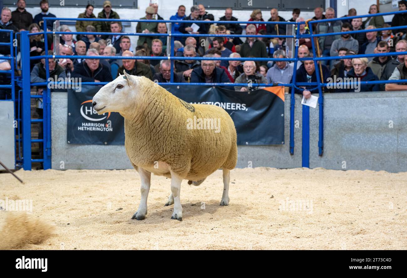 North Country Cheviot ram sale at Lockerbie, Scotland UK Stock Photo ...