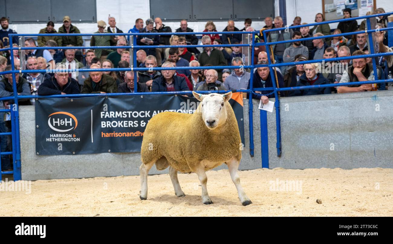 Ram tup scotland male hi-res stock photography and images - Alamy