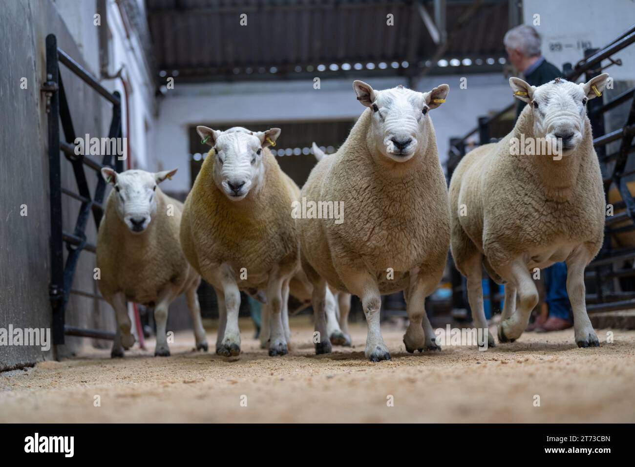 North Country Cheviot ram sale at Lockerbie, Scotland UK Stock Photo ...