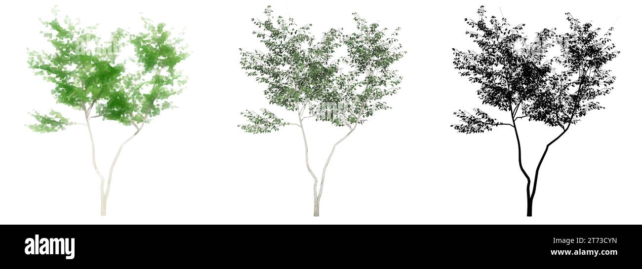 Set or collection of European beech trees, painted, natural and as a ...