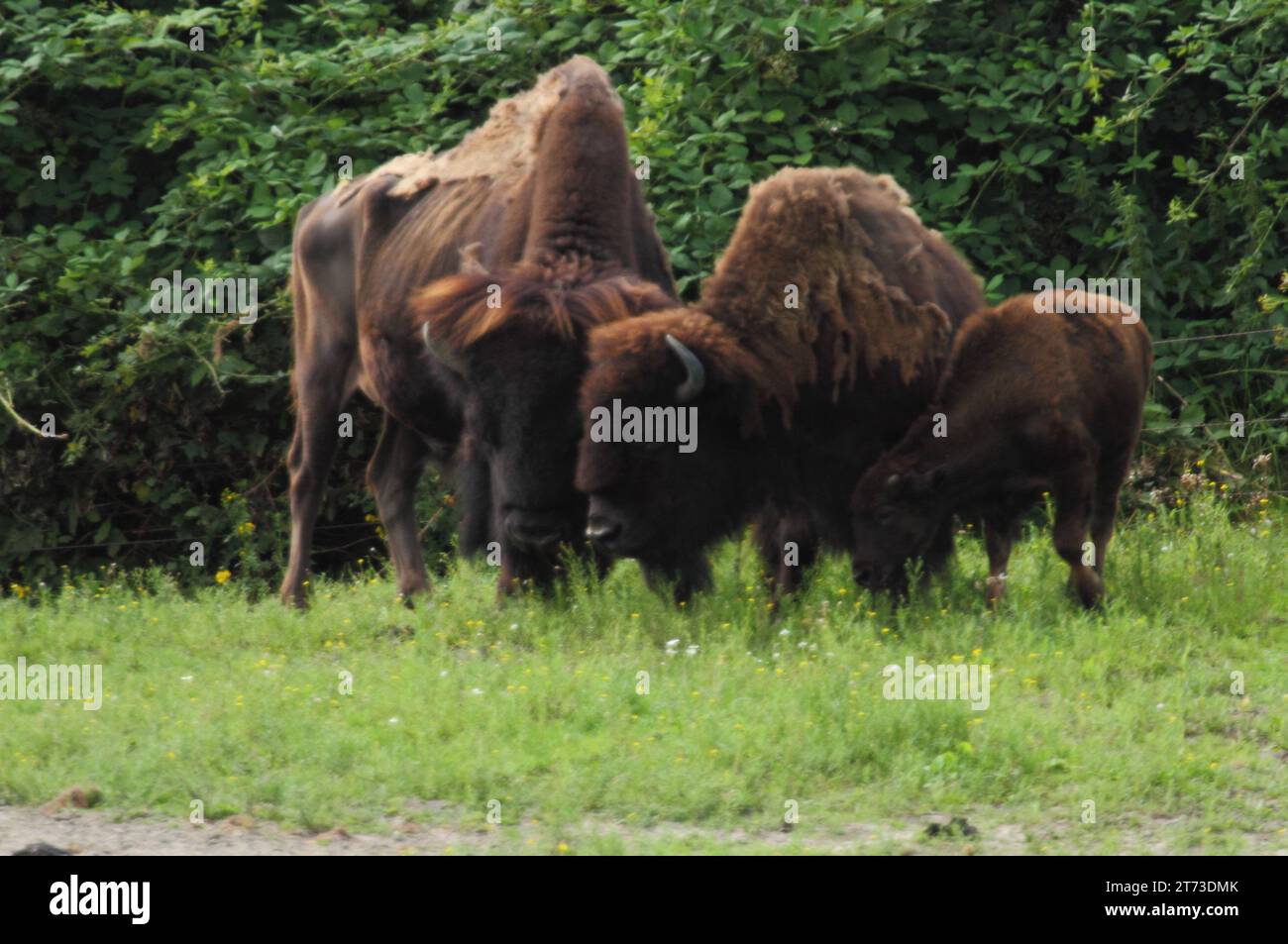Bison are large, even-toed ungulates in the genus Bison within the ...