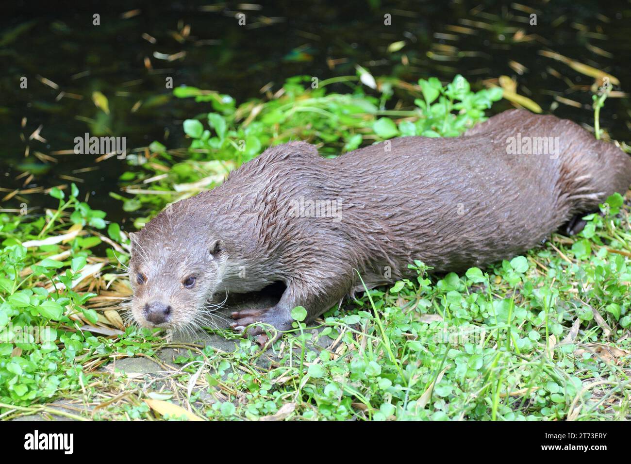 The Eurasian otter (Lutra lutra), also known as the European otter ...