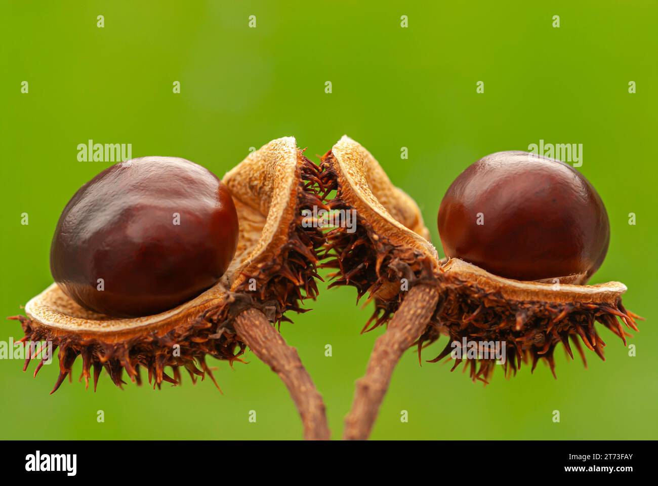 Spikey outer shell hi-res stock photography and images - Alamy