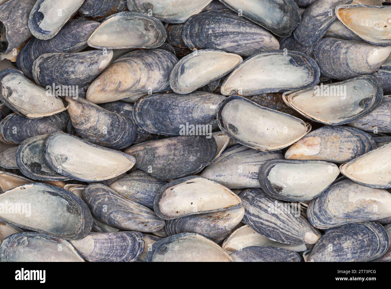 Scottish mussel shells hi-res stock photography and images - Alamy