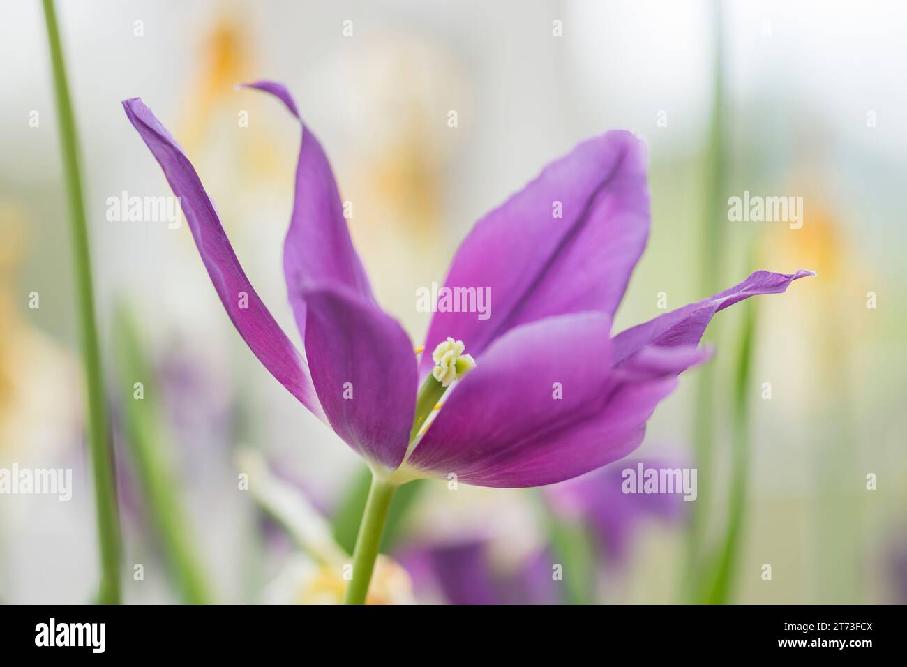 Reveal stigma hi-res stock photography and images - Alamy