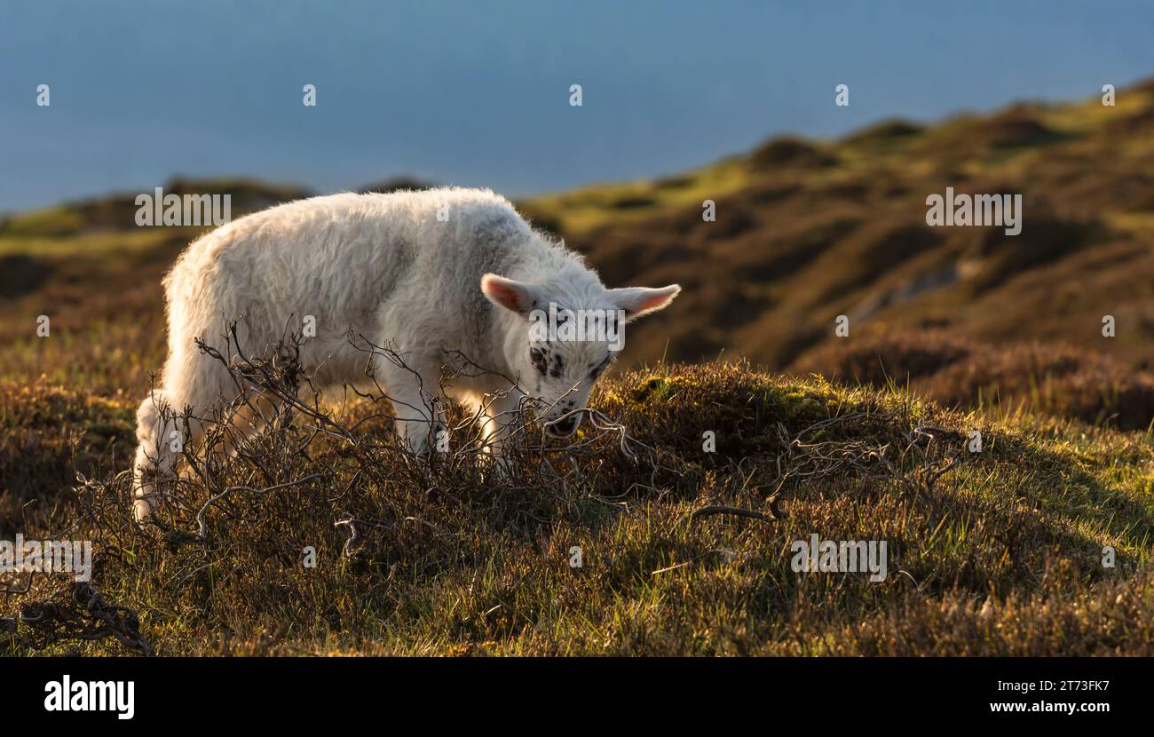 Backlit young lamb foraging among dead heather stems on moorland, North ...
