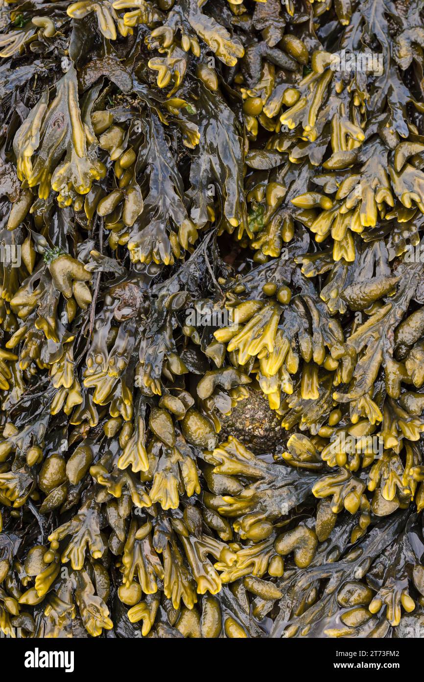 Bladder Wrack Fucus vesiculosus, left on the rocks by the ebb tide ...