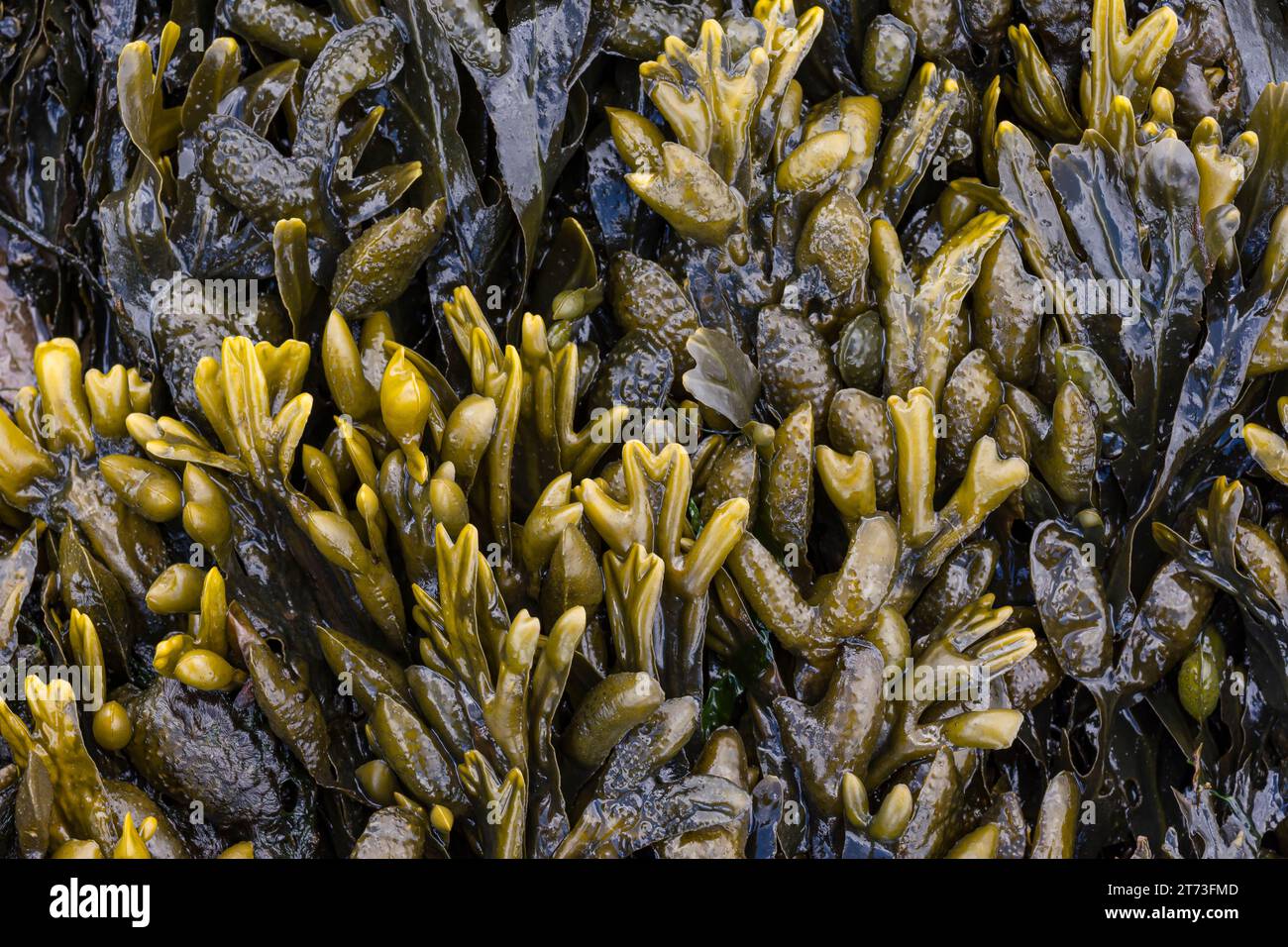 Paired air bladders hi-res stock photography and images - Alamy