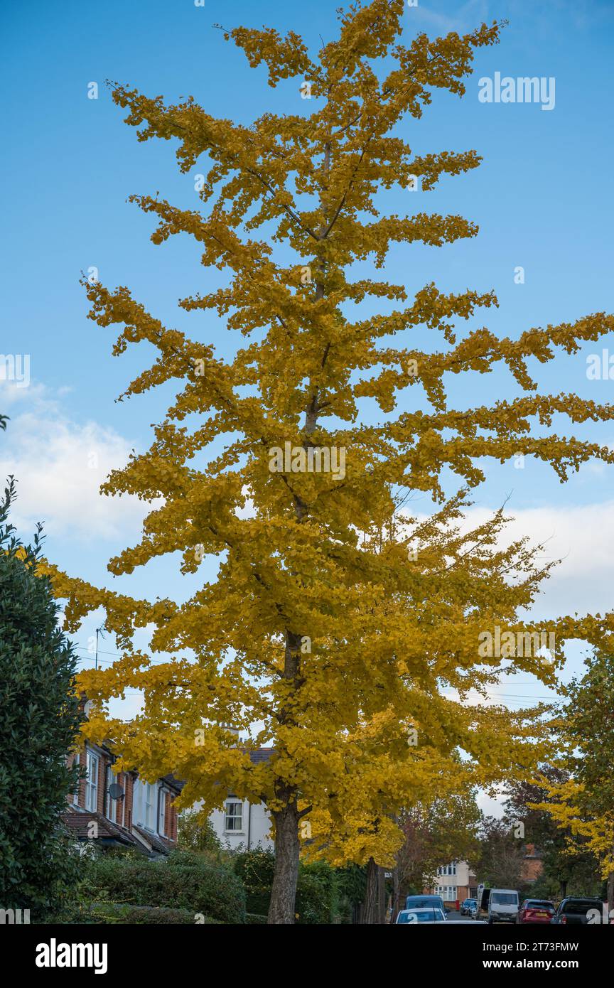 Ginkgo biloba tree in suburban street displaying bright yellow autumn ...