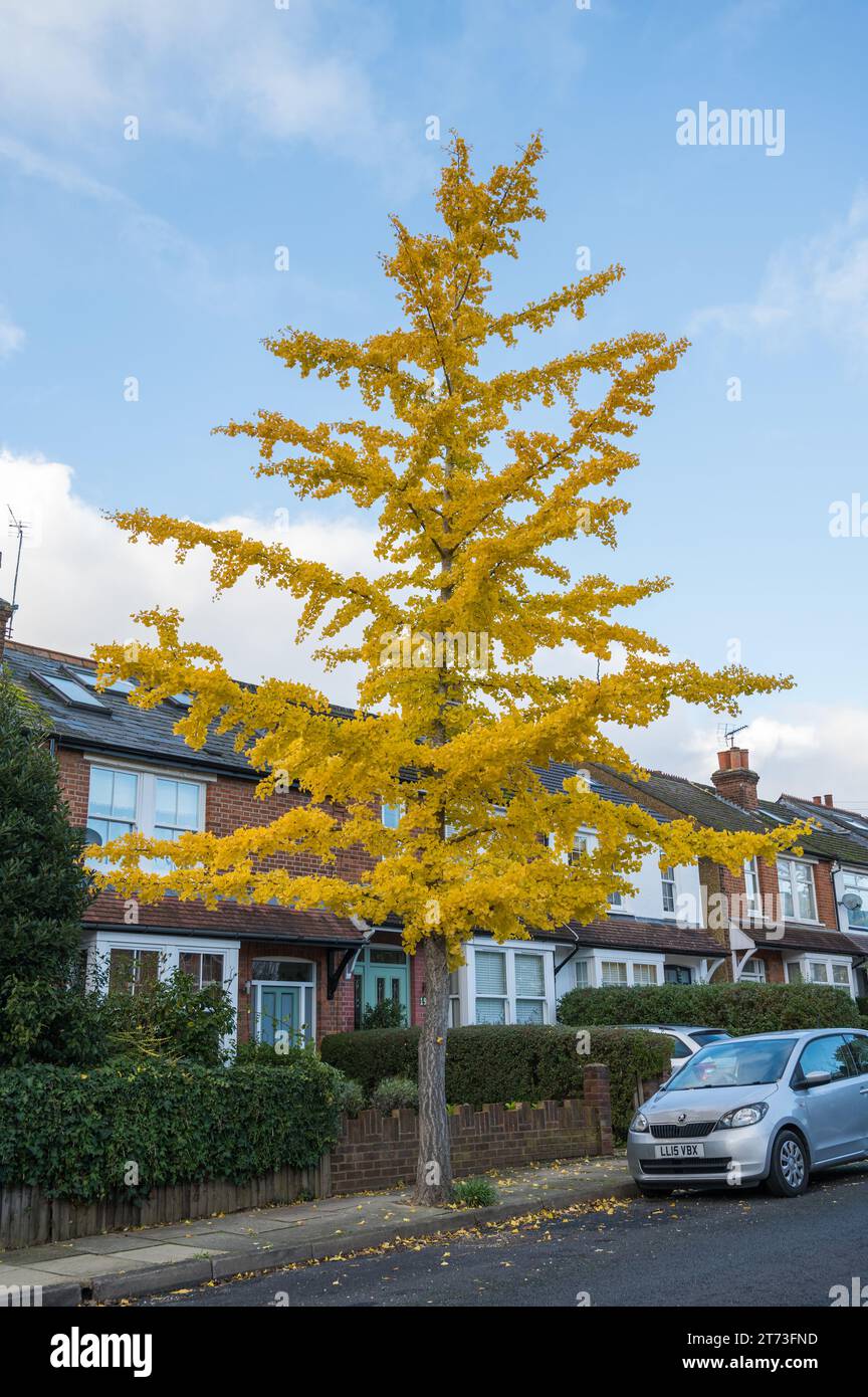Ginkgo biloba tree in suburban street displaying bright yellow autumn ...