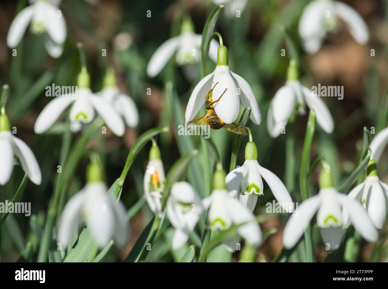 Snowdrops in woodland february hi-res stock photography and images - Alamy