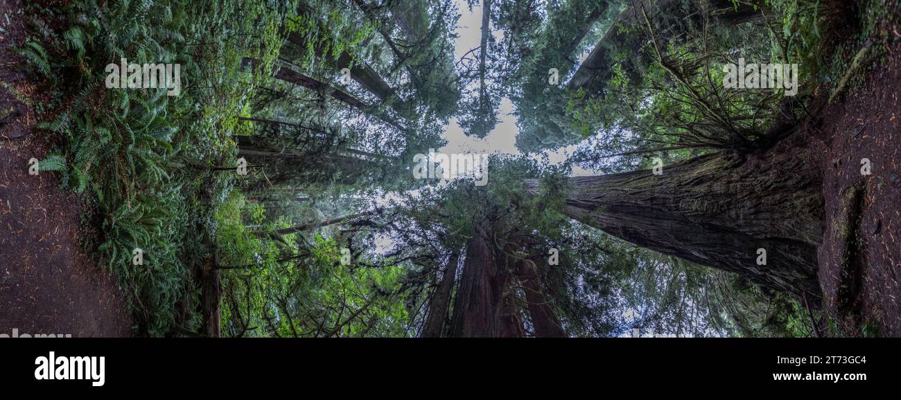 Redwood Forest. Dramatic over 200 degrees view of a vertical forests ...