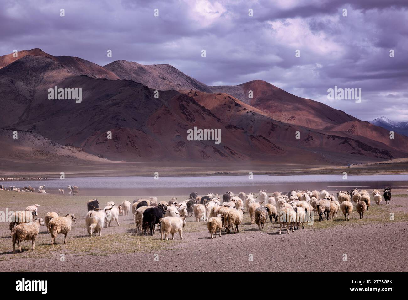 Pashmina goats, Ladakh, India Stock Photo - Alamy
