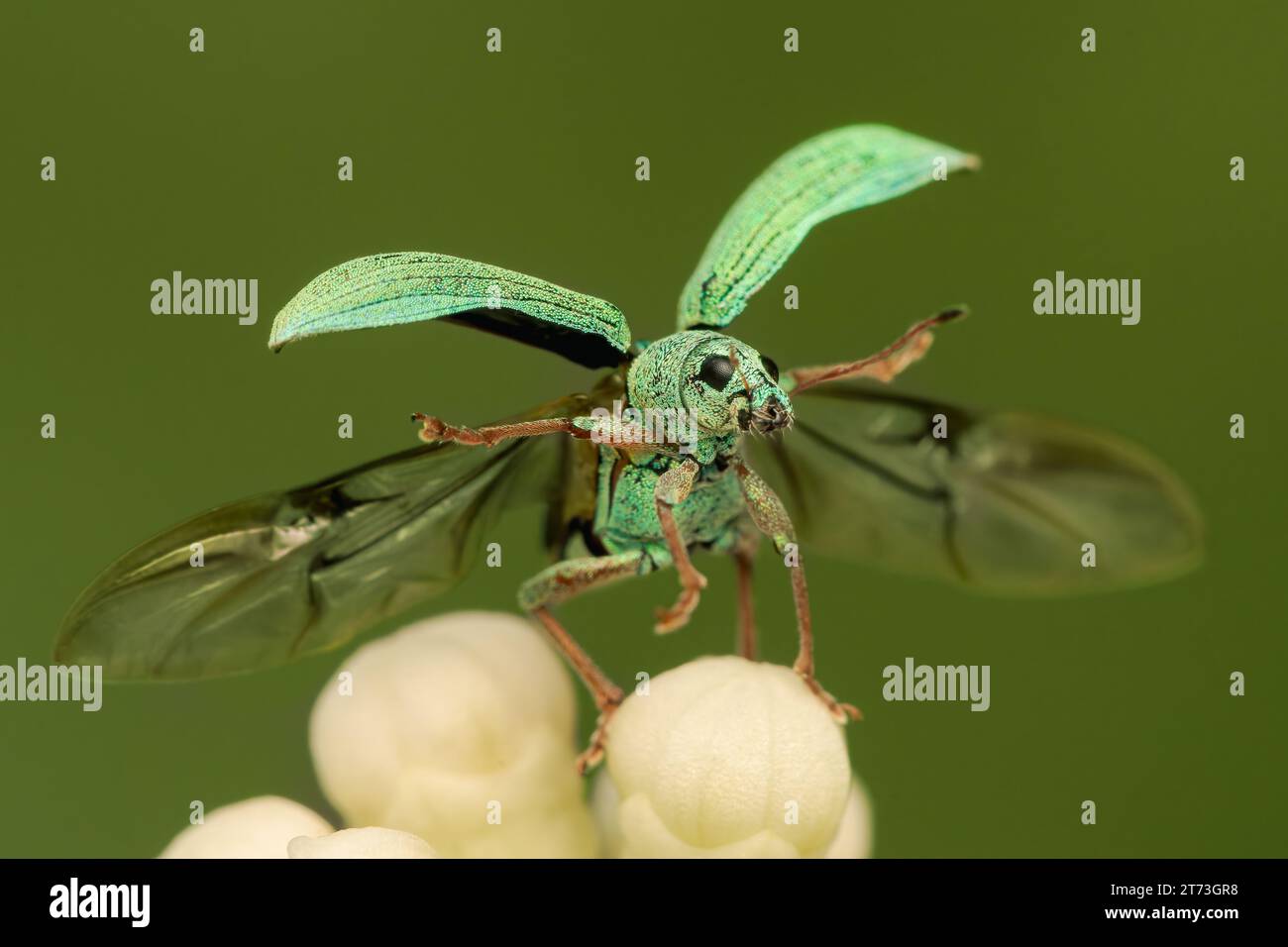 Green Leaf Weevil spreading its wings and reading to take-off on ...