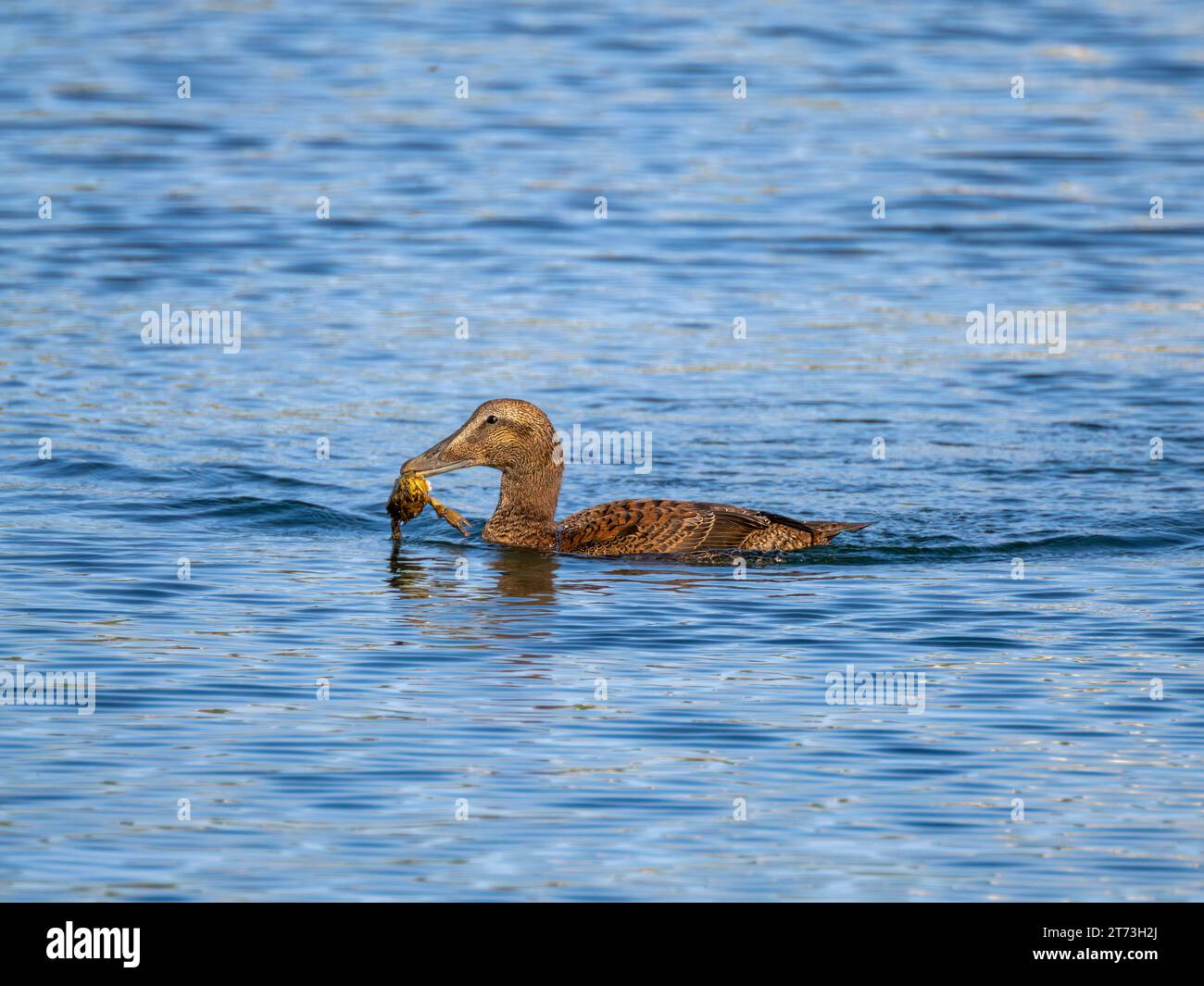 Common Female Eider Duck catching crustaceans, Campbeltown, Scotland ...