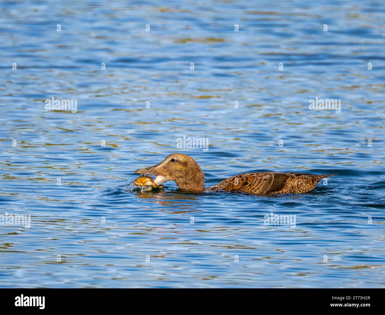 Common Female Eider Duck catching crustaceans, Campbeltown, Scotland ...