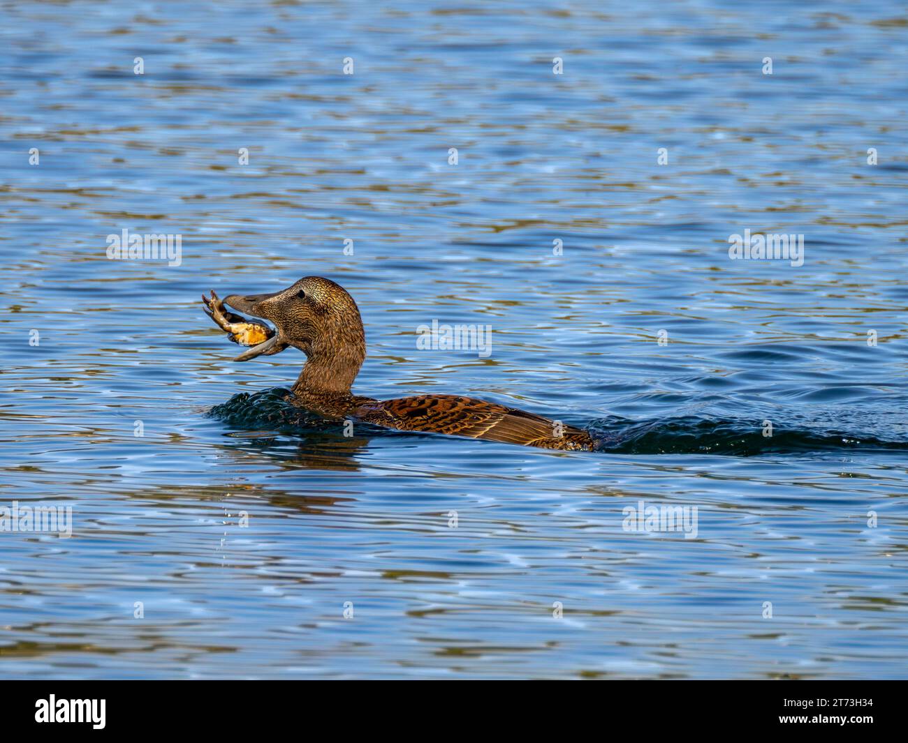 Common Female Eider Duck catching crustaceans, Campbeltown, Scotland ...