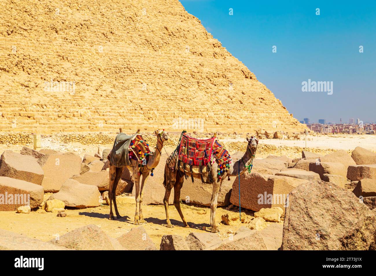 Dressed camels near the pyramid of Khafre. Great Egyptian pyramids. Giza, Egypt – October 16 ...