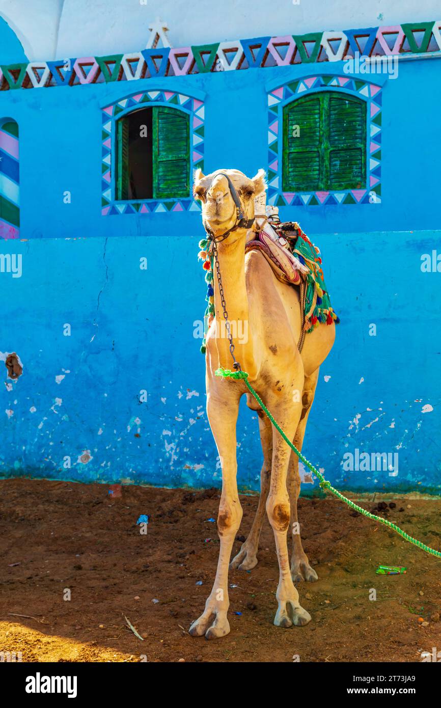 Camel on the street in the famous Nubian village. Aswan, Egypt ...