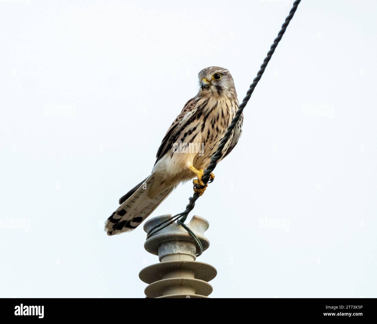 Cyprus bird of prey hi-res stock photography and images - Alamy