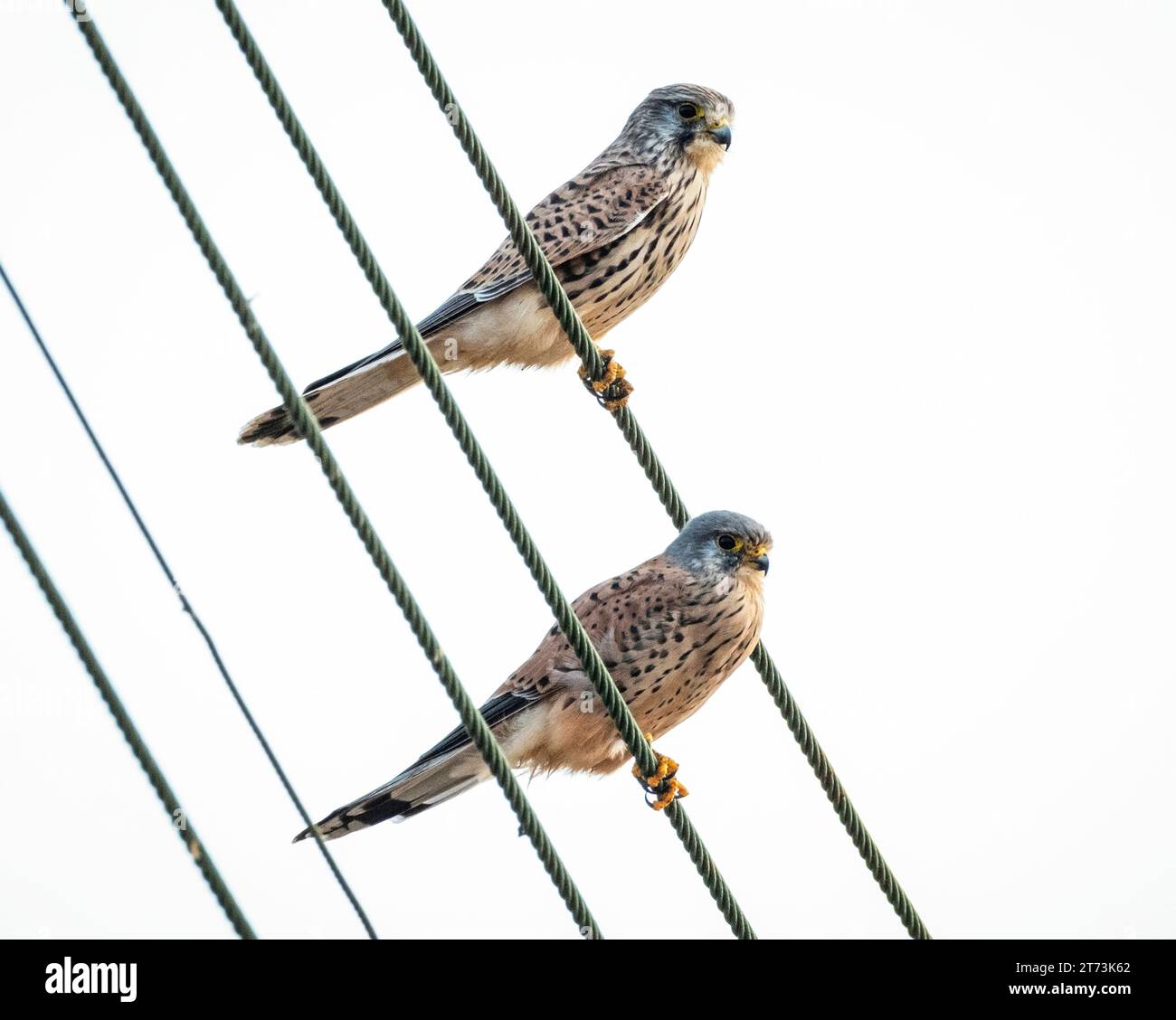 Male and female kestrel hi-res stock photography and images - Alamy