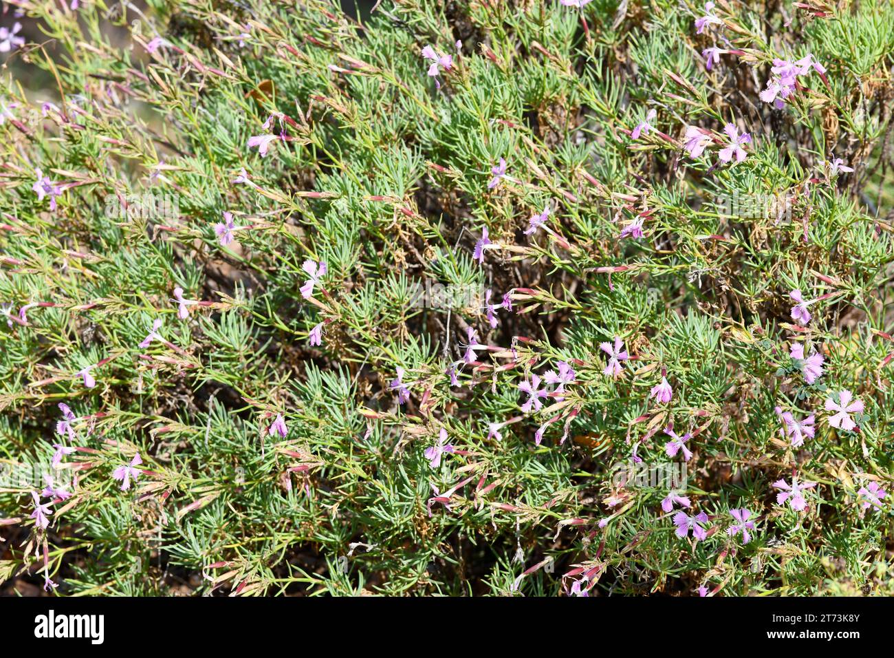 Juniper leaved pink hi-res stock photography and images - Alamy
