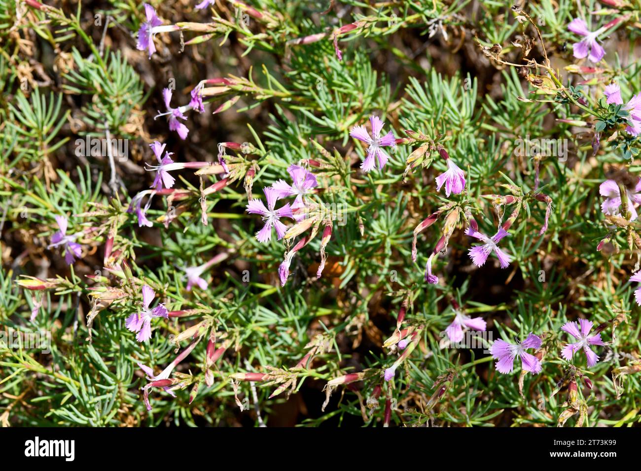 Juniper-leaved pink (Dianthus juniperinus) is a perennial plant native ...