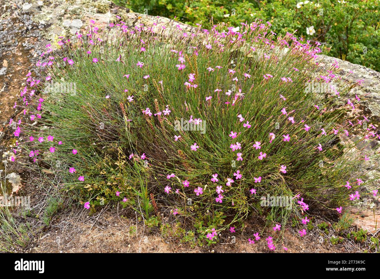 Clavelina lusitana (Dianthus lusitanus) is a perennial plant native to ...