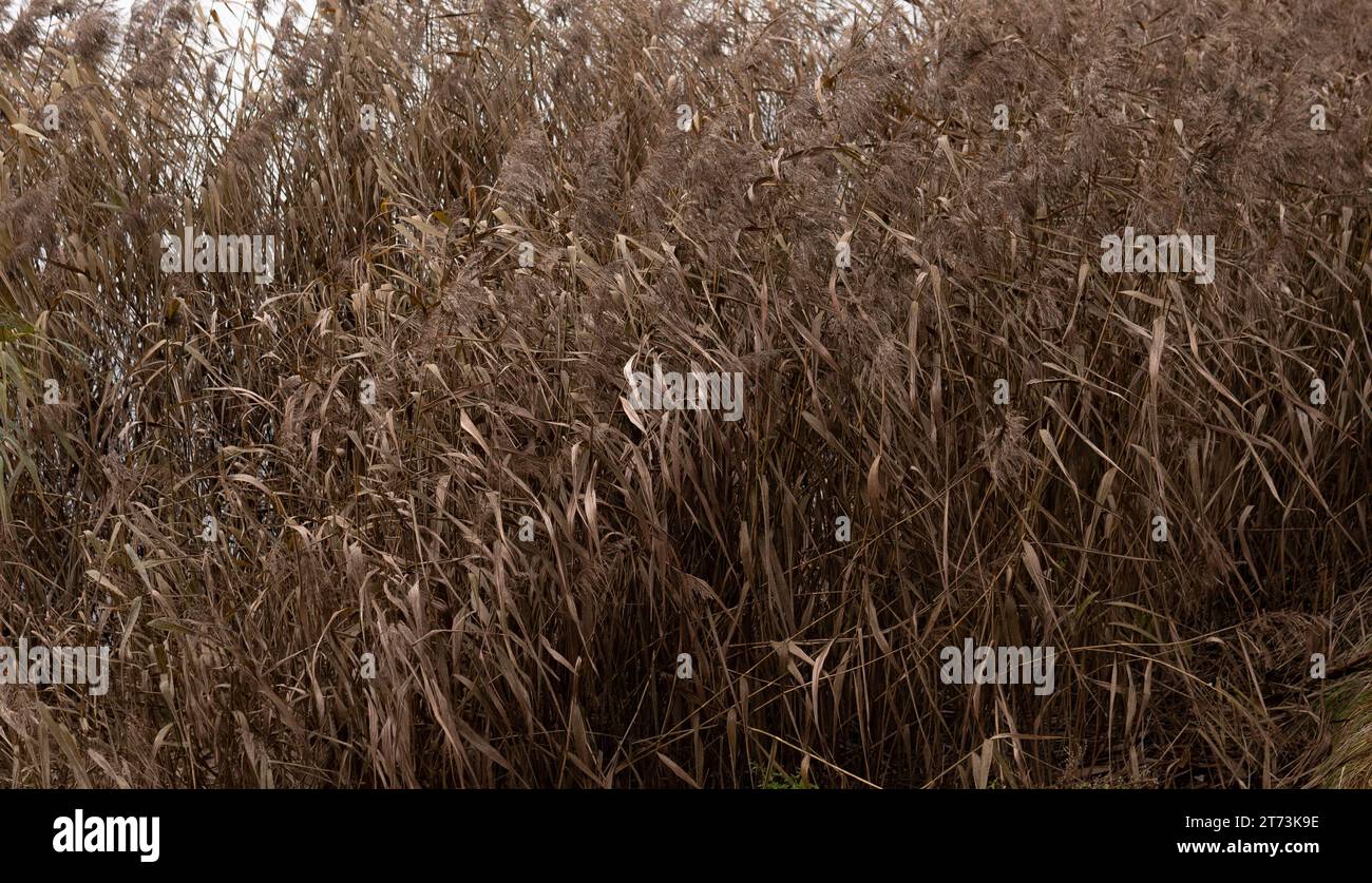 Reed wallpaper hi-res stock photography and images - Alamy