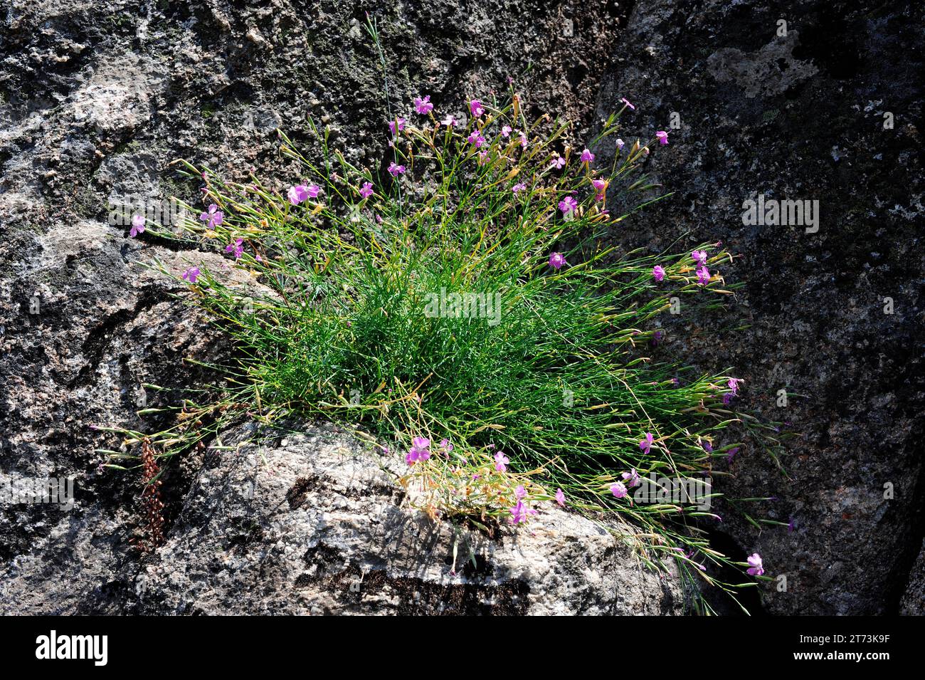 Clavelina lusitana (Dianthus lusitanus) is a perennial plant native to ...
