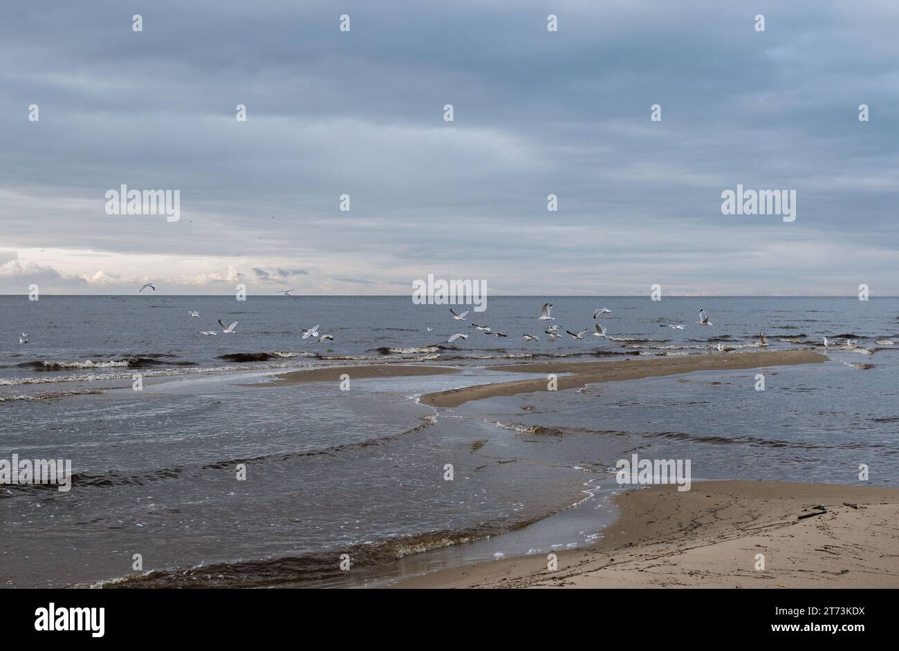 Seagulls flying over ocean shore hi-res stock photography and images ...