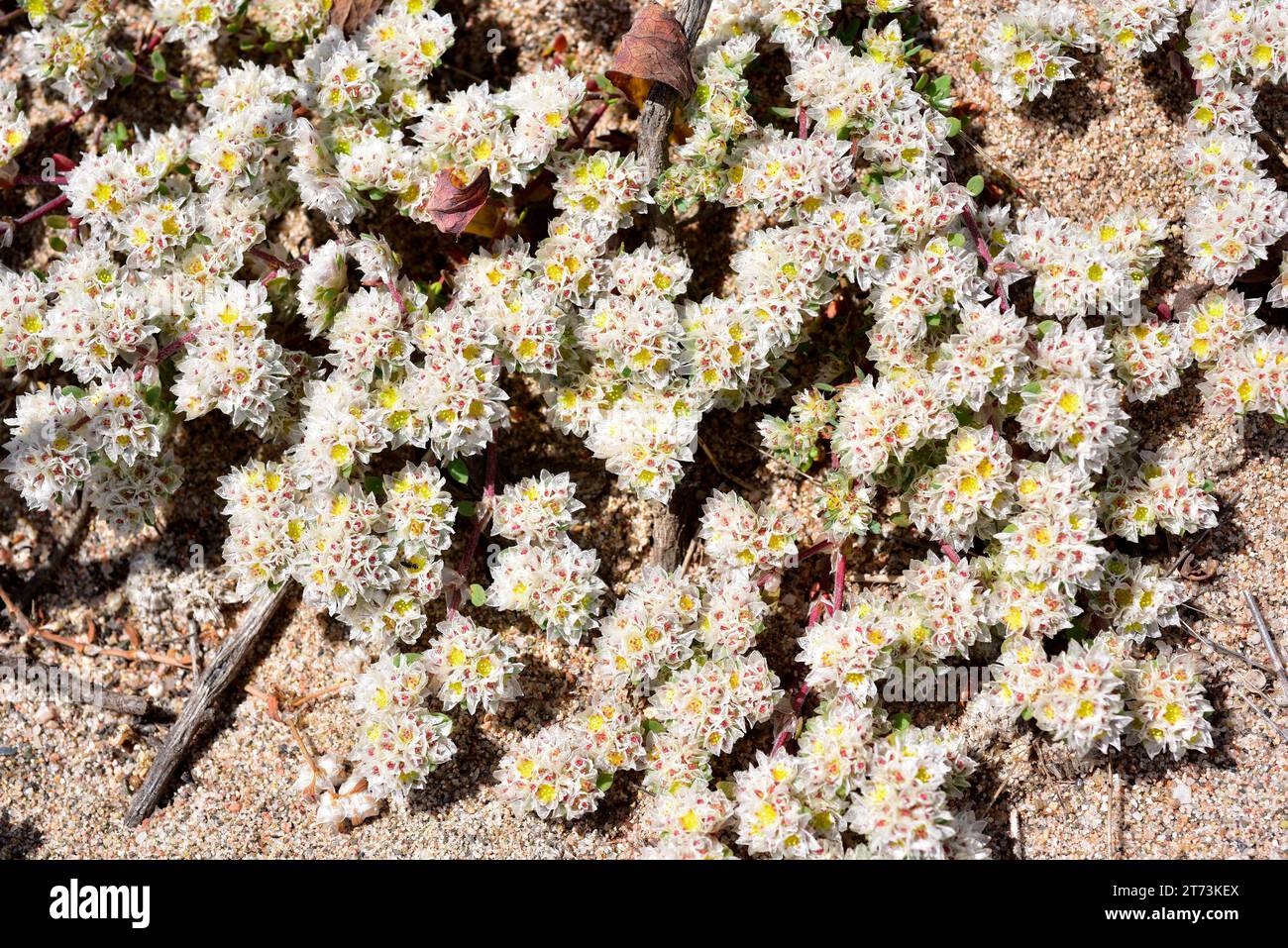 Nevadilla or sanguinaria (Paronychia argentea) is an annual prostrate ...