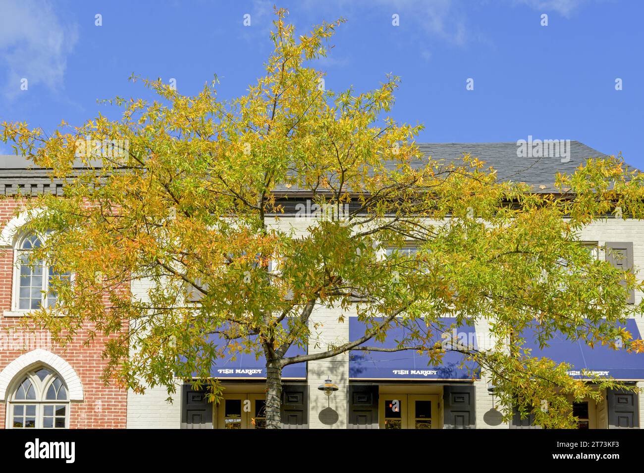 Fall colors in Alexandria VA Stock Photo - Alamy