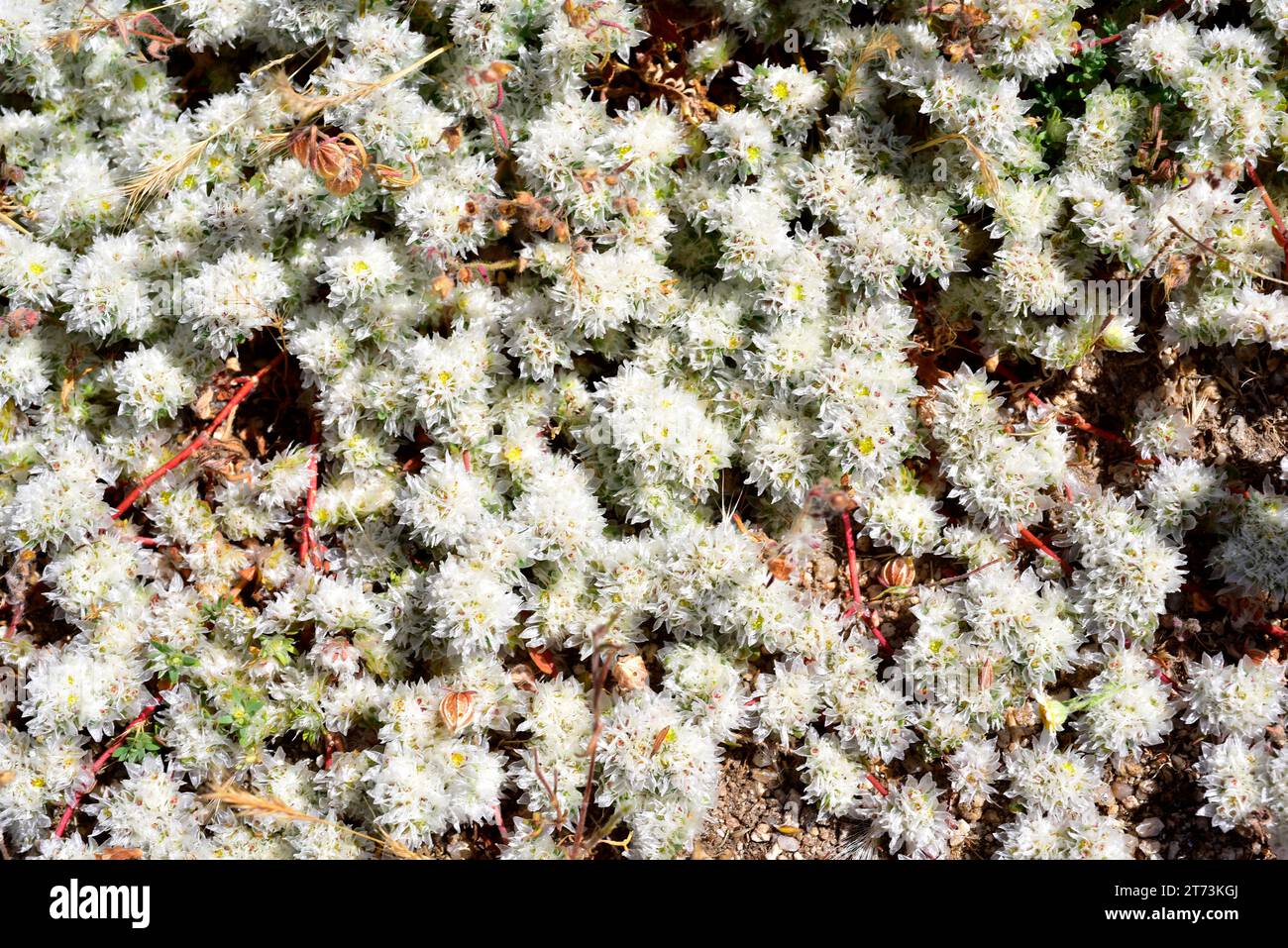 Nevadilla or sanguinaria (Paronychia argentea) is an annual prostrate ...