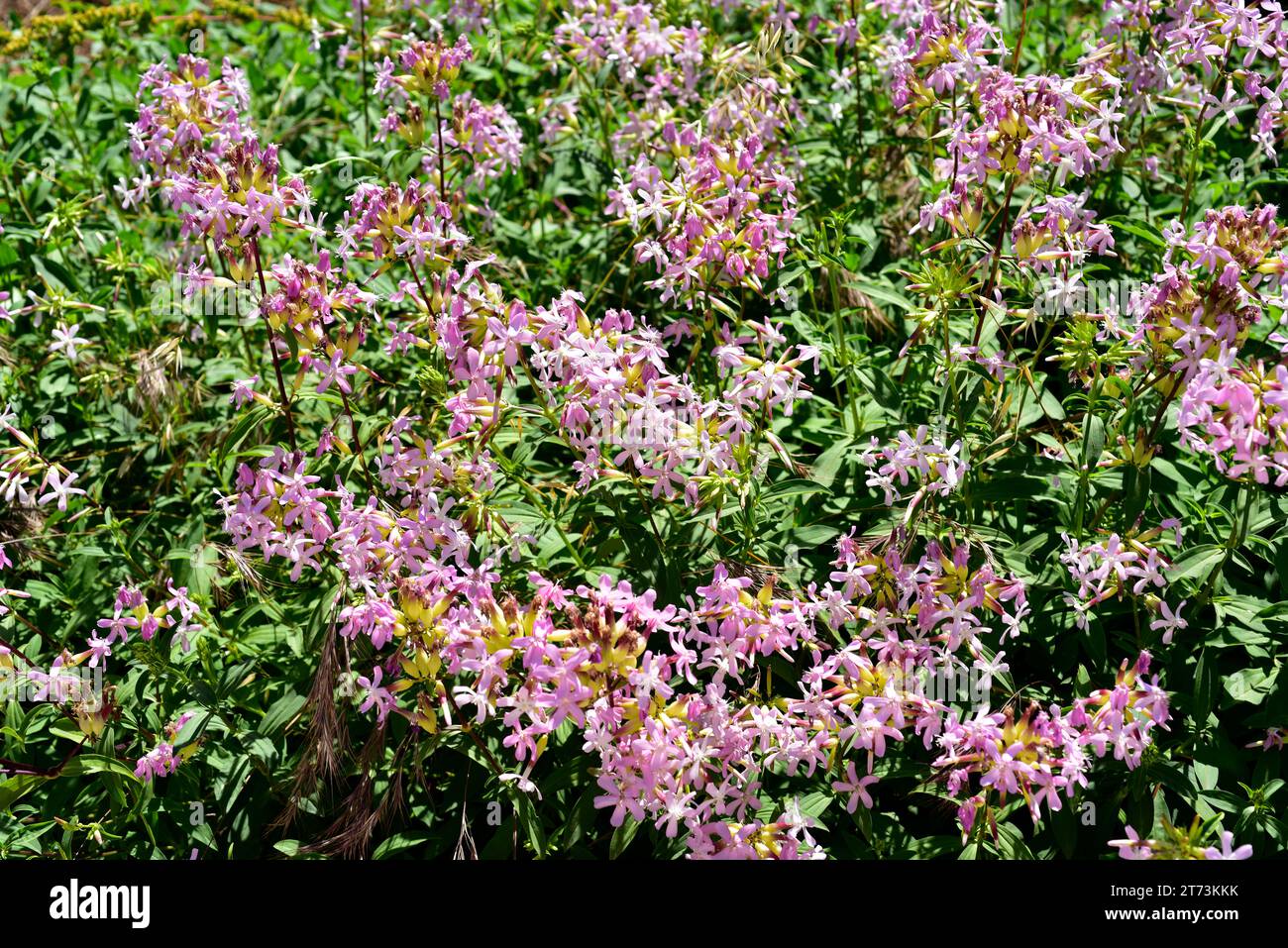 Common soapwort (Saponaria officinalis) is a perennial herb native to ...