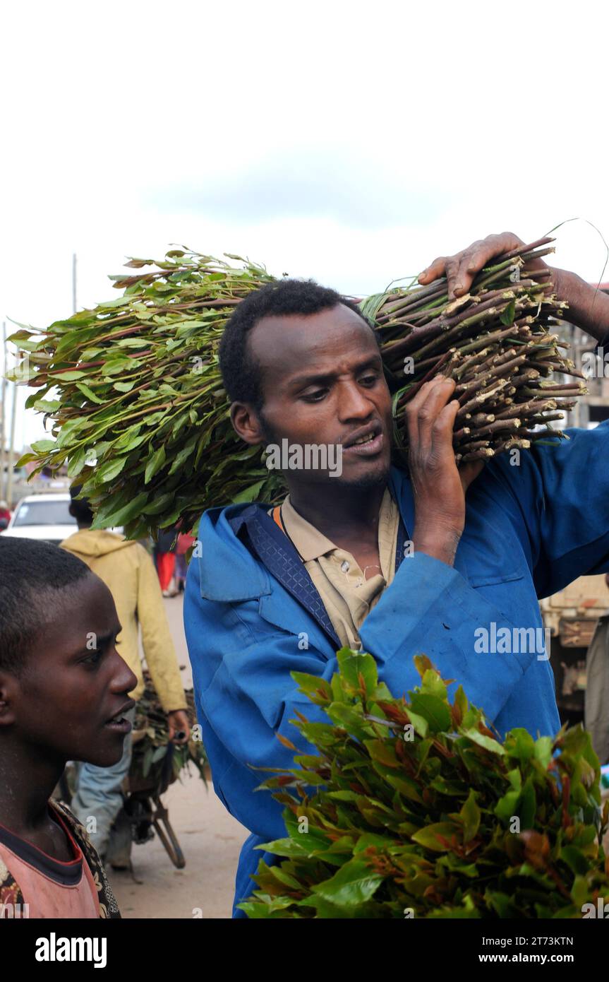 Selling khat on a street in Harare. Khat (Catha edulis) is a shrub ...