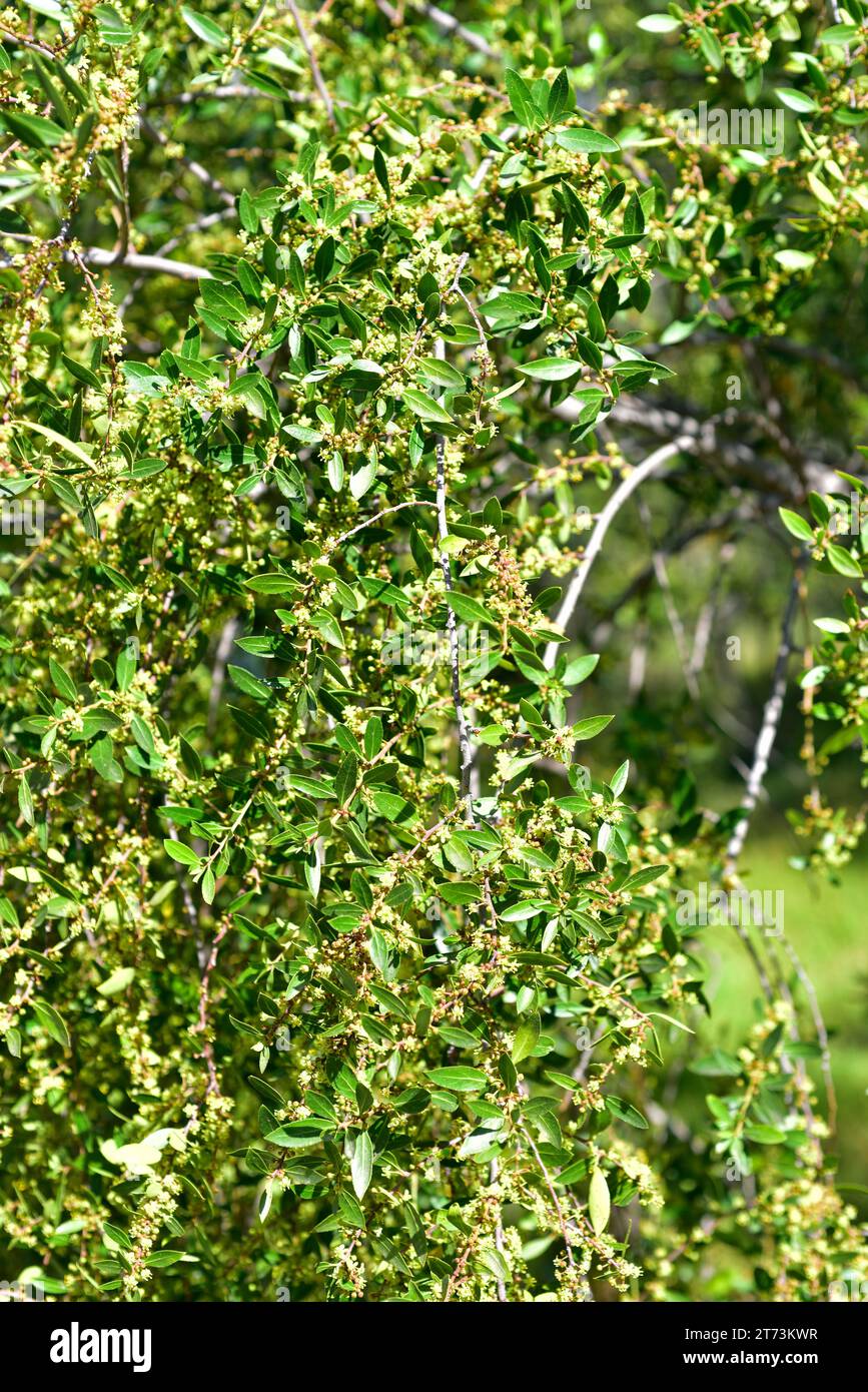 Mayten (Maytenus boaria) is an evergreen tree native to South America ...