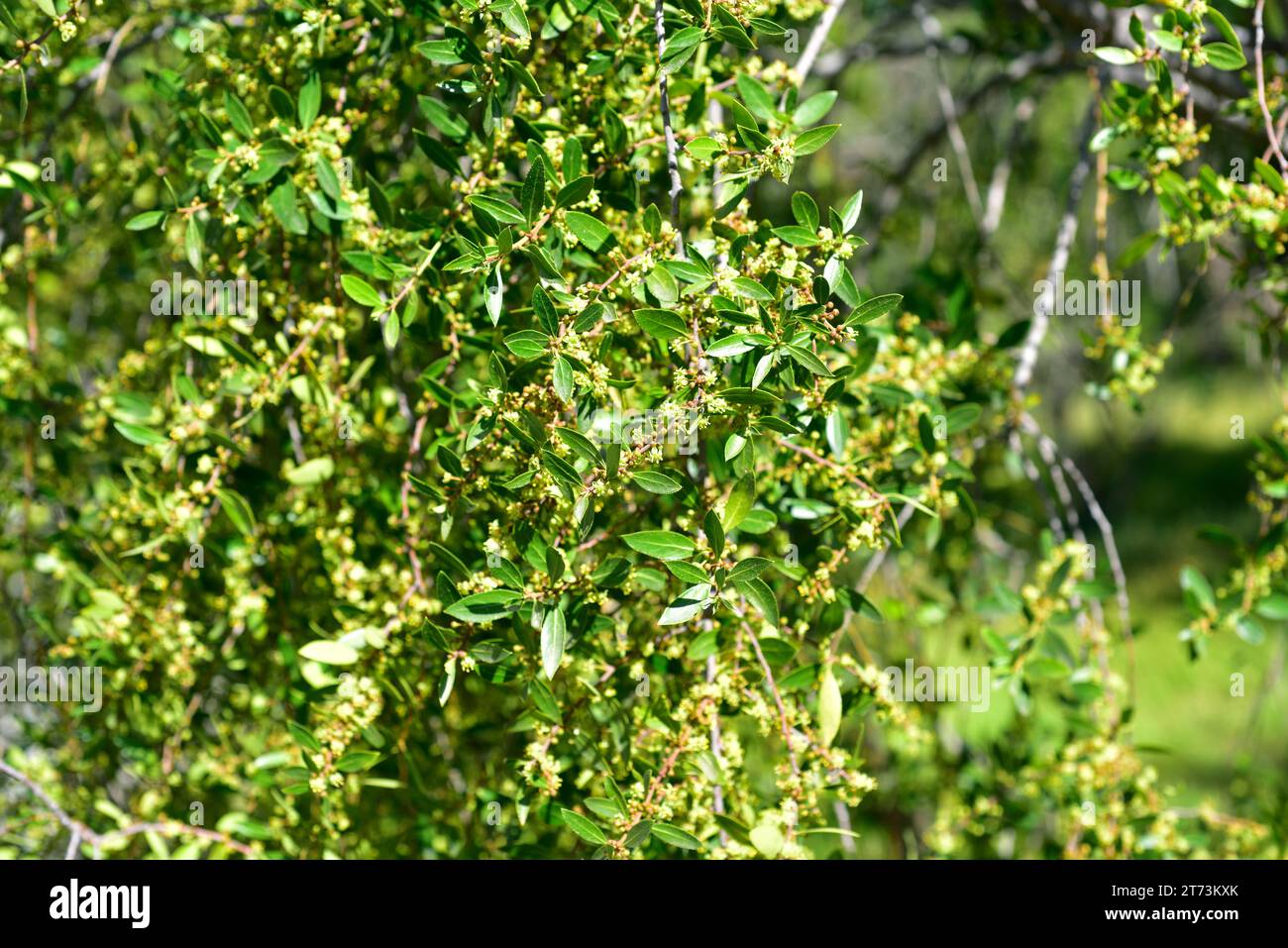 Mayten (Maytenus boaria) is an evergreen tree native to South America ...
