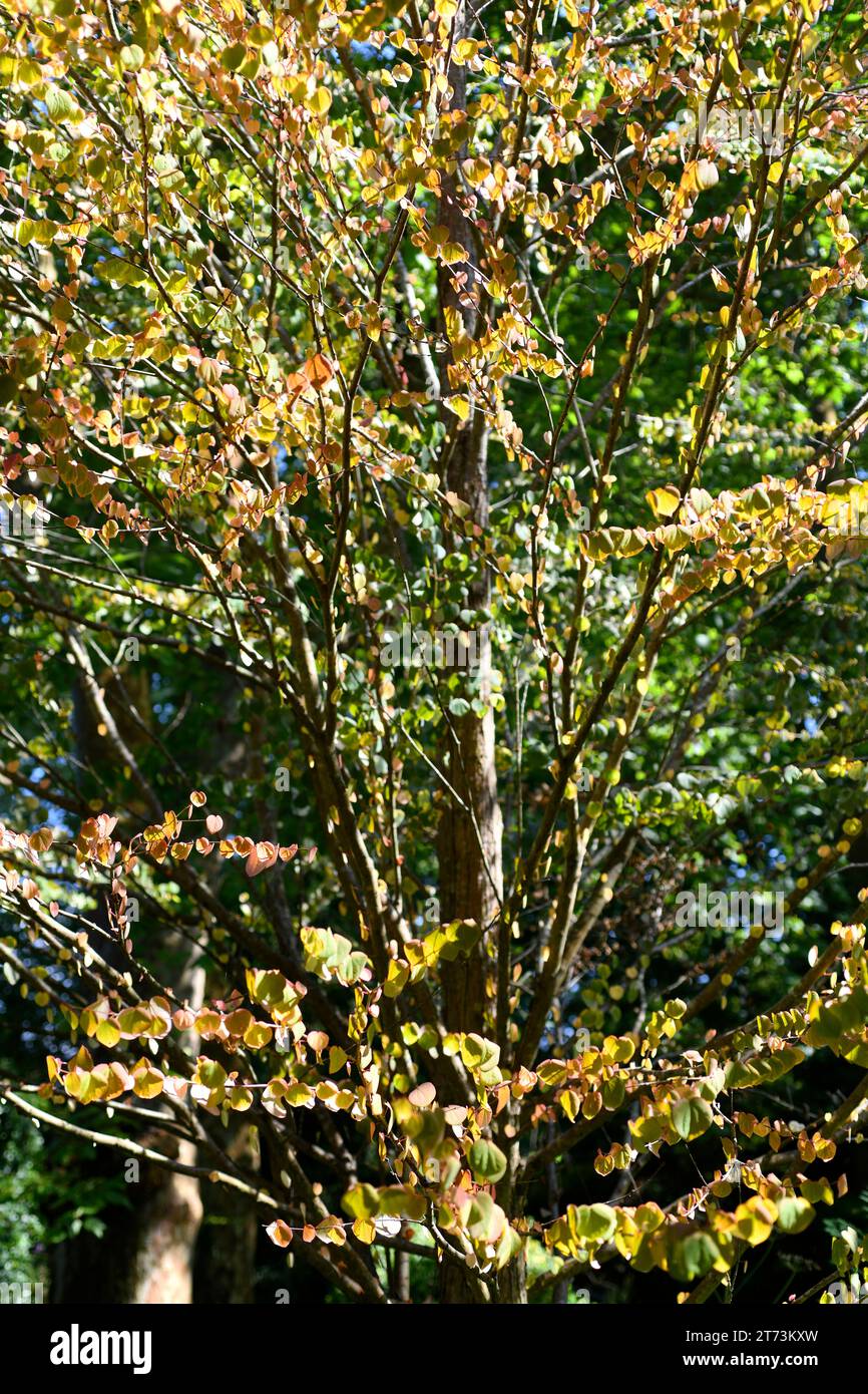 Katsura (Cercidiphyllum japonicum) is a deciduous tree native to Japan ...