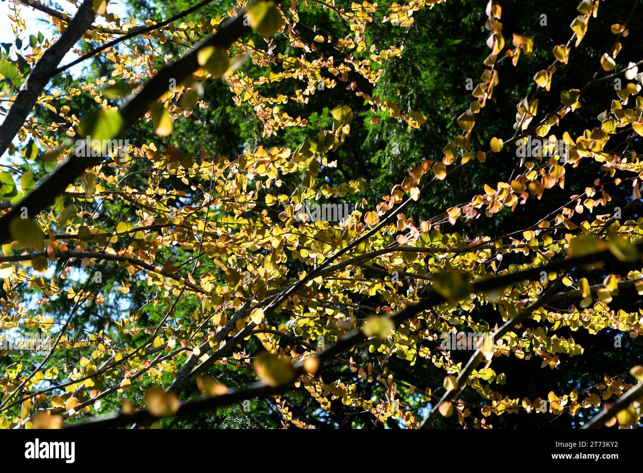 Katsura (Cercidiphyllum japonicum) is a deciduous tree native to Japan ...