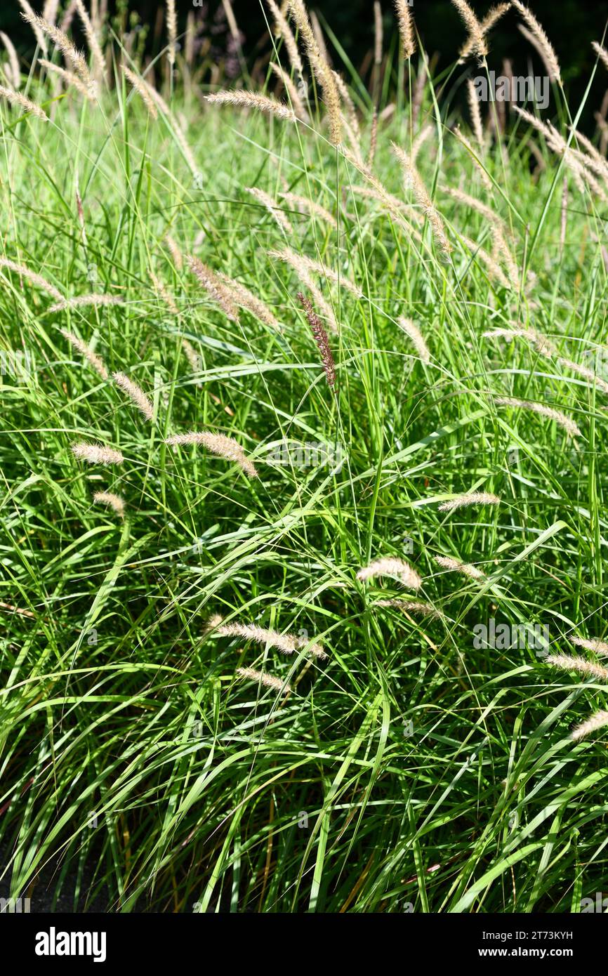 Carex testacea hi-res stock photography and images - Alamy