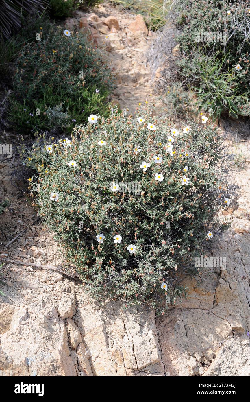 Mata turmera hi-res stock photography and images - Alamy