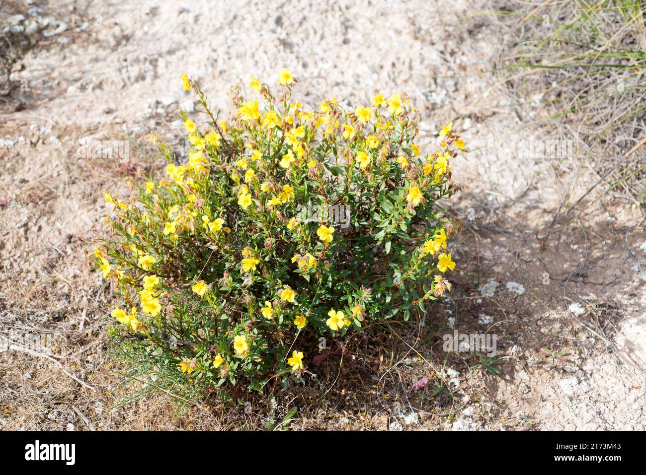 Jarilla de yesar hi-res stock photography and images - Alamy